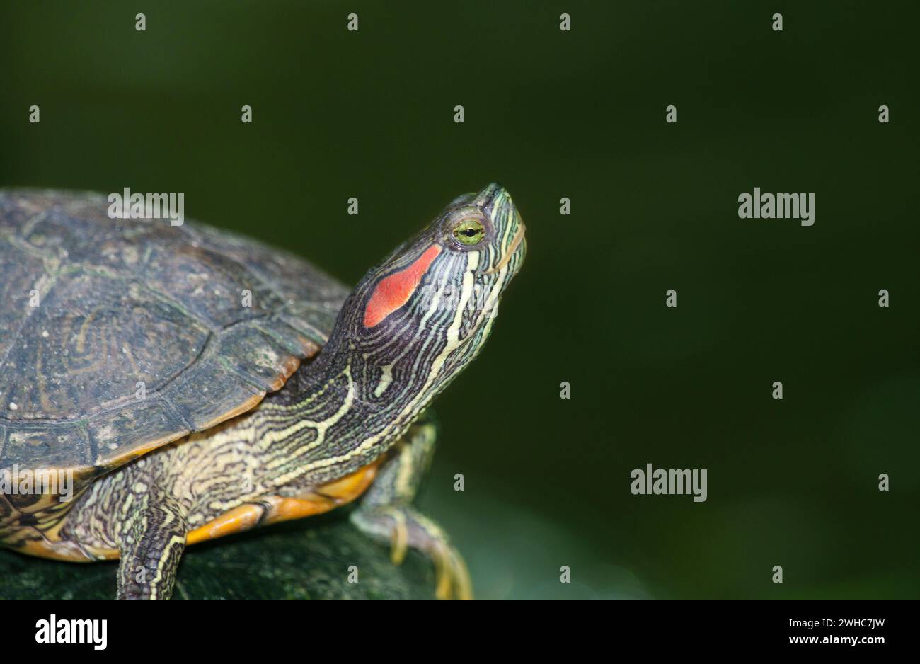 Tortoises on waters edge Stock Photo - Alamy