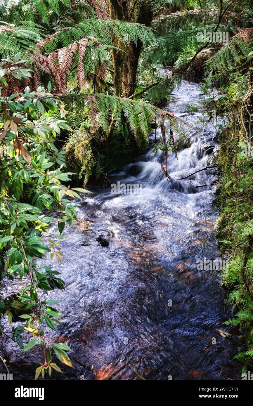 Rain forest stream Stock Photo - Alamy