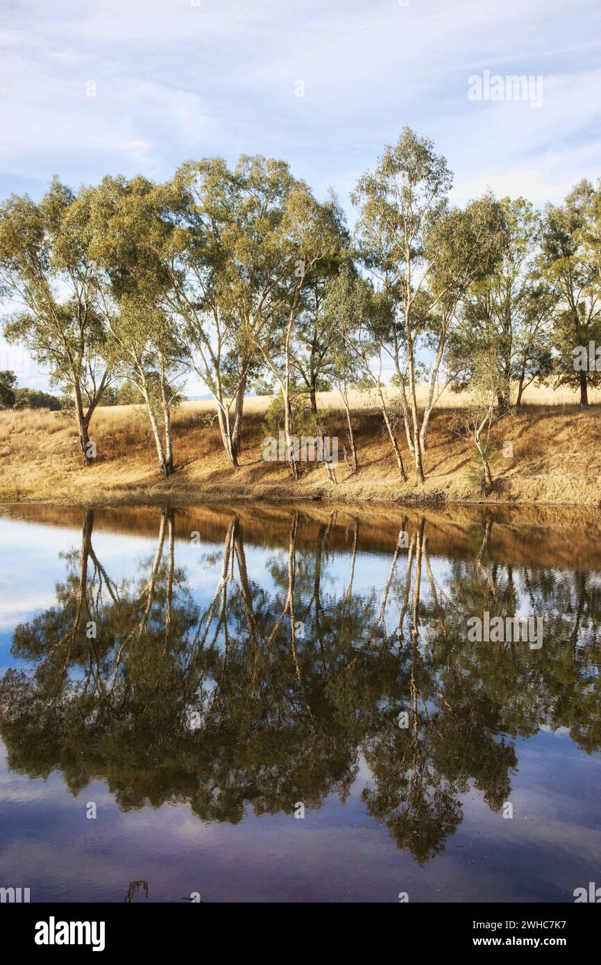 River gum trees reflecting in river Stock Photo - Alamy