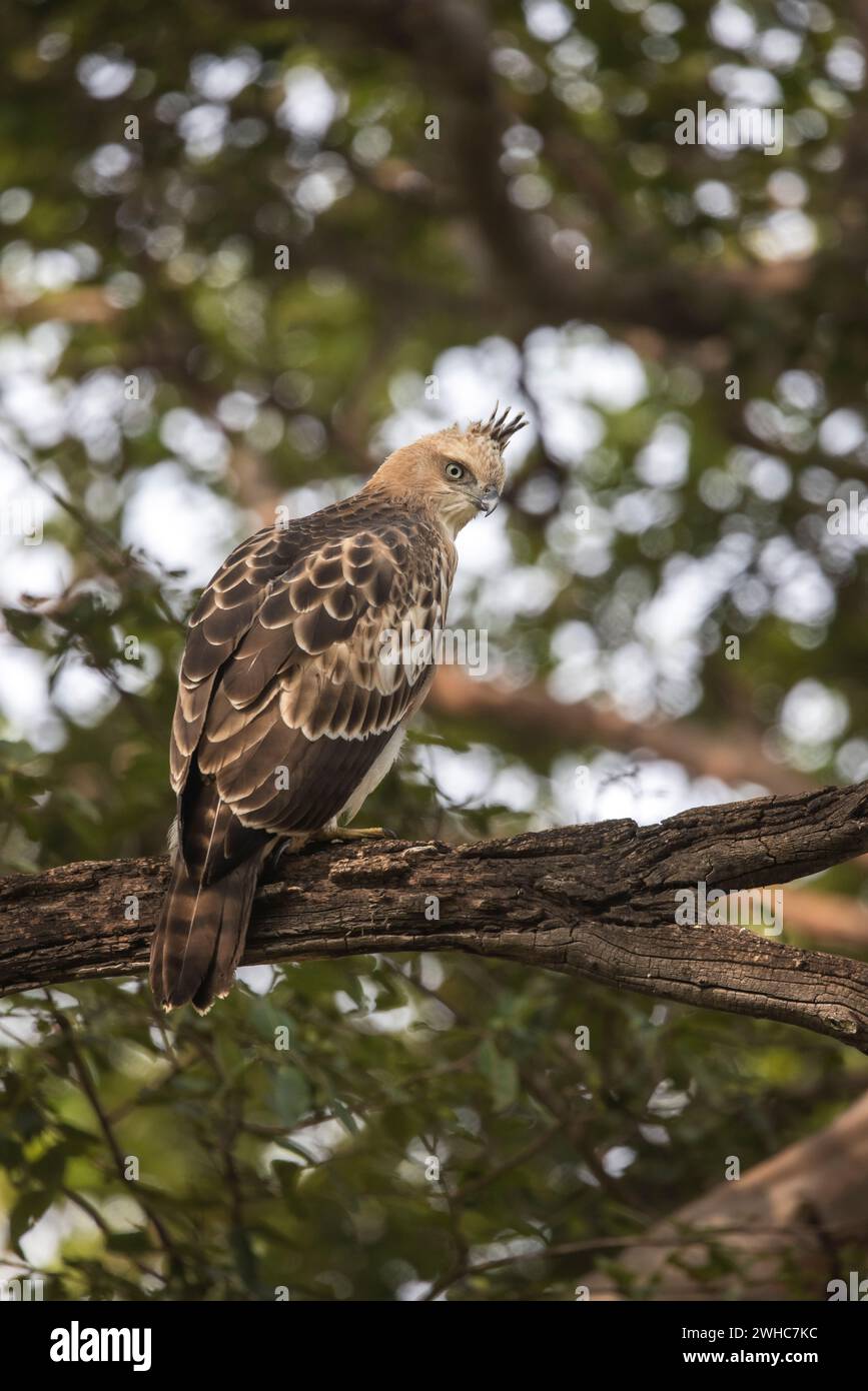 Crested Hawk Eagle, Nisaetus cirrhatus, Panna, Madhya Pradesh, India ...