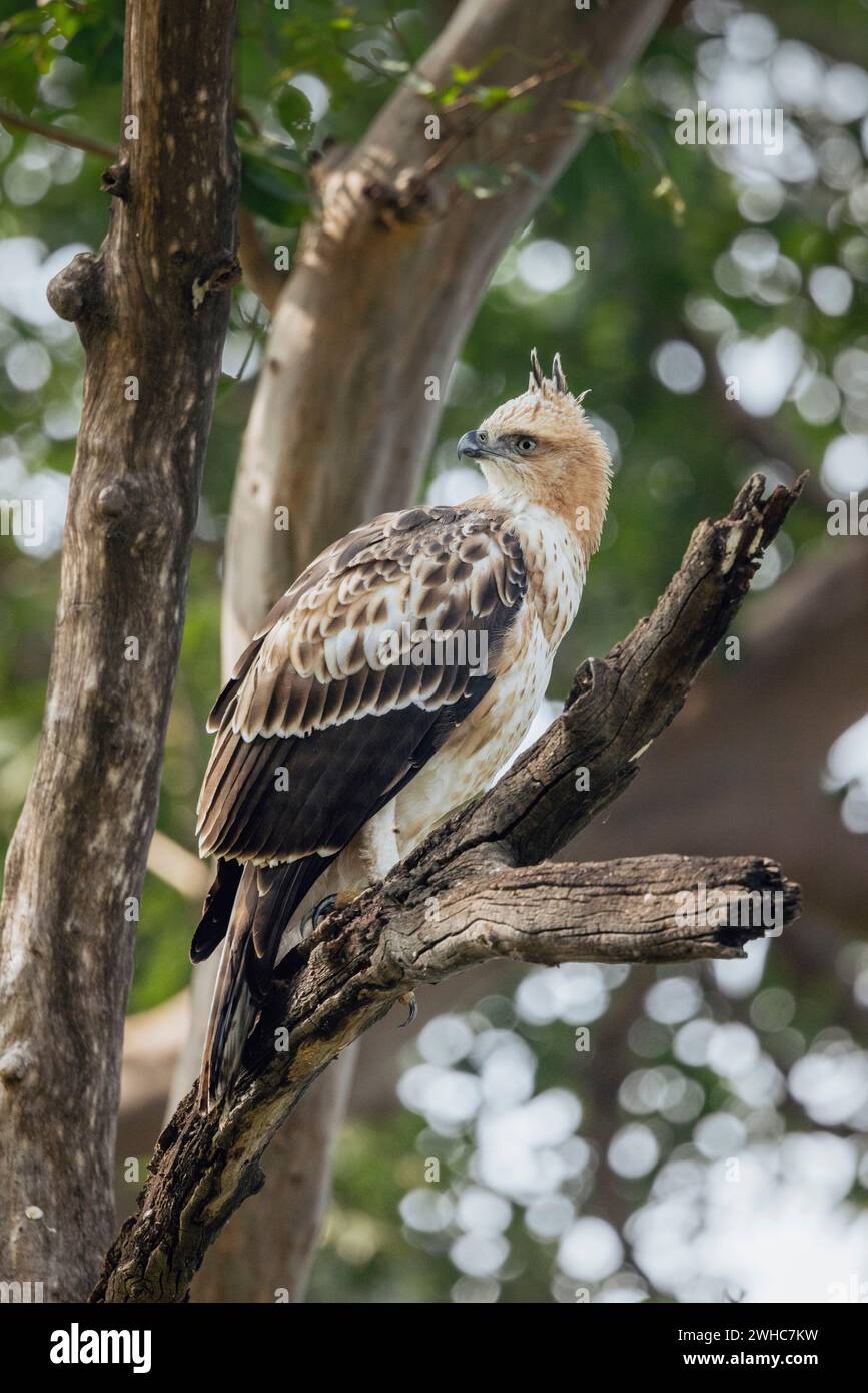 Crested Hawk Eagle, Nisaetus cirrhatus, Panna, Madhya Pradesh, India ...