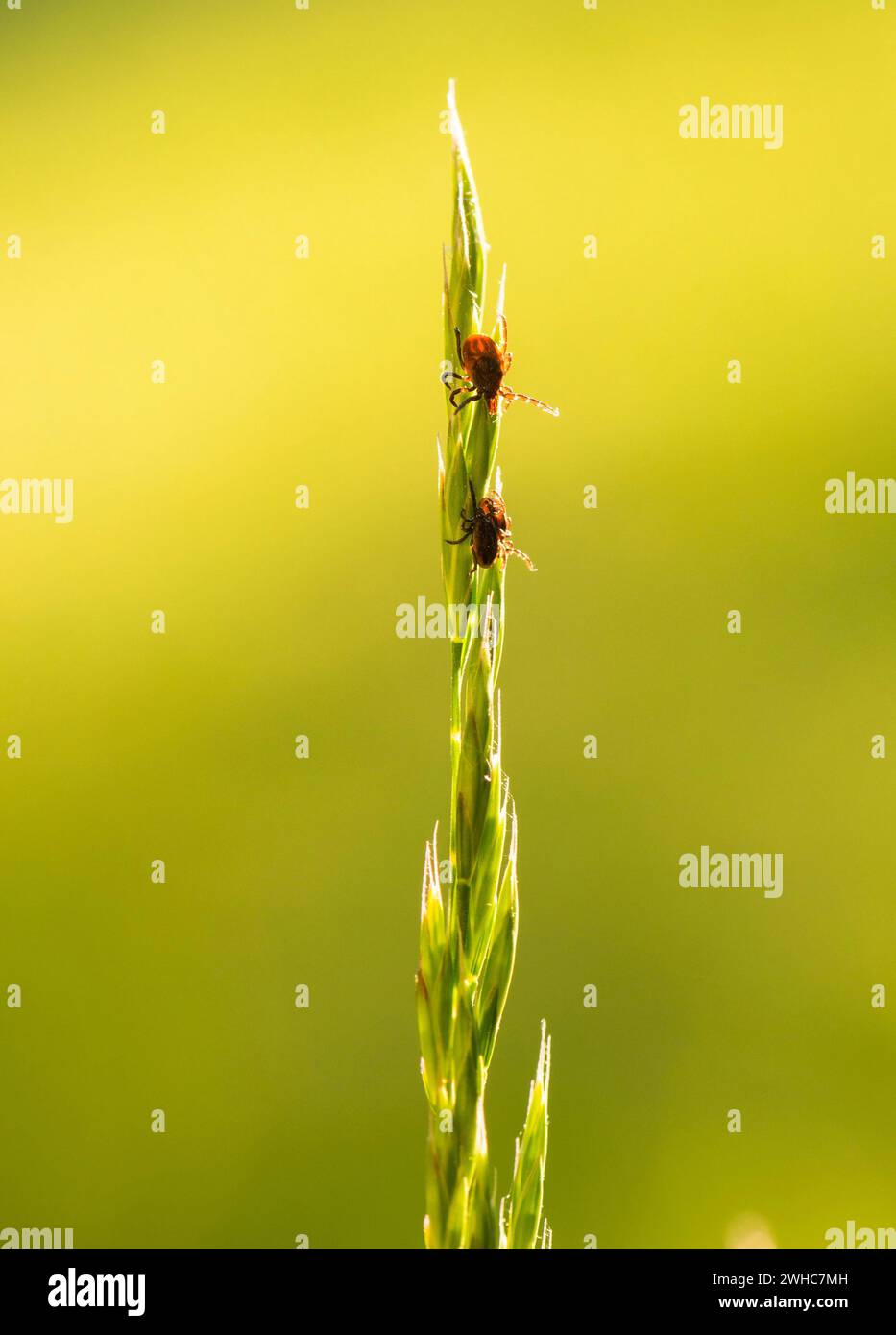Three ticks, castor bean tick (Ixodes ricinus), lurking on a blade of ...