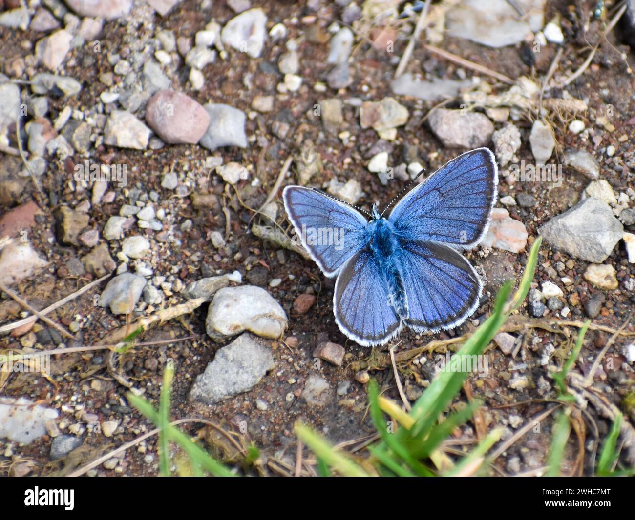 Common blue butterfly (Polyommatus icarus) on the ground, Berchtesgaden ...