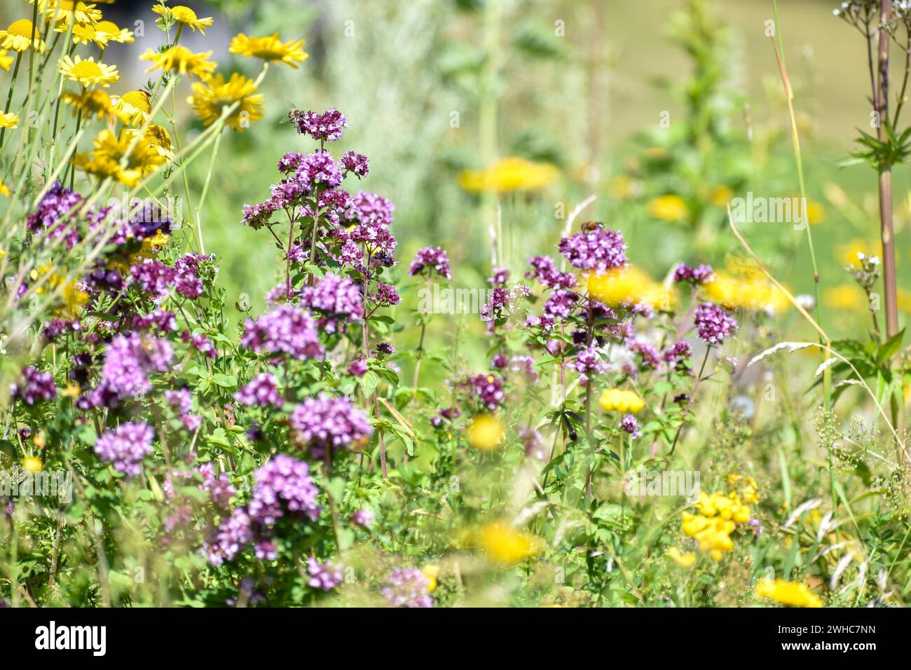 Wildflower garden with wild oregano (Origanum vulgare) and golden ...