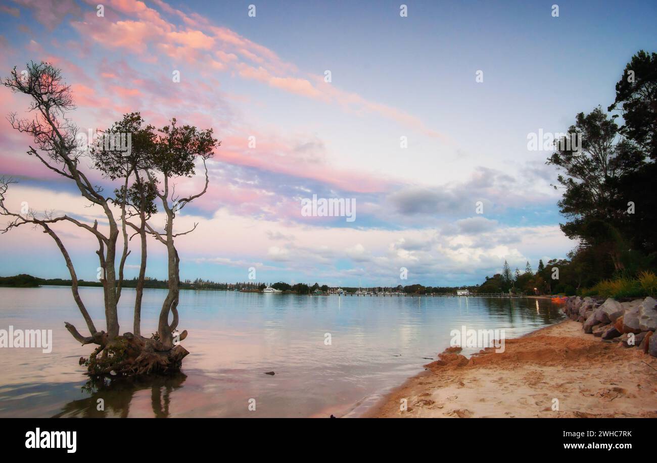 Sunset over mangrove tree Stock Photo - Alamy
