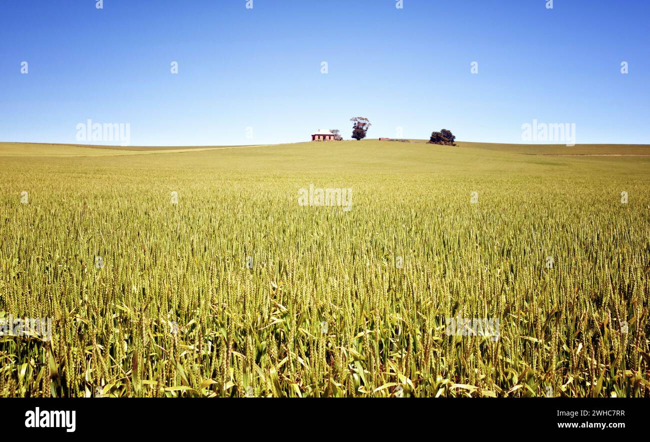 Field of wheat landscape Stock Photo - Alamy