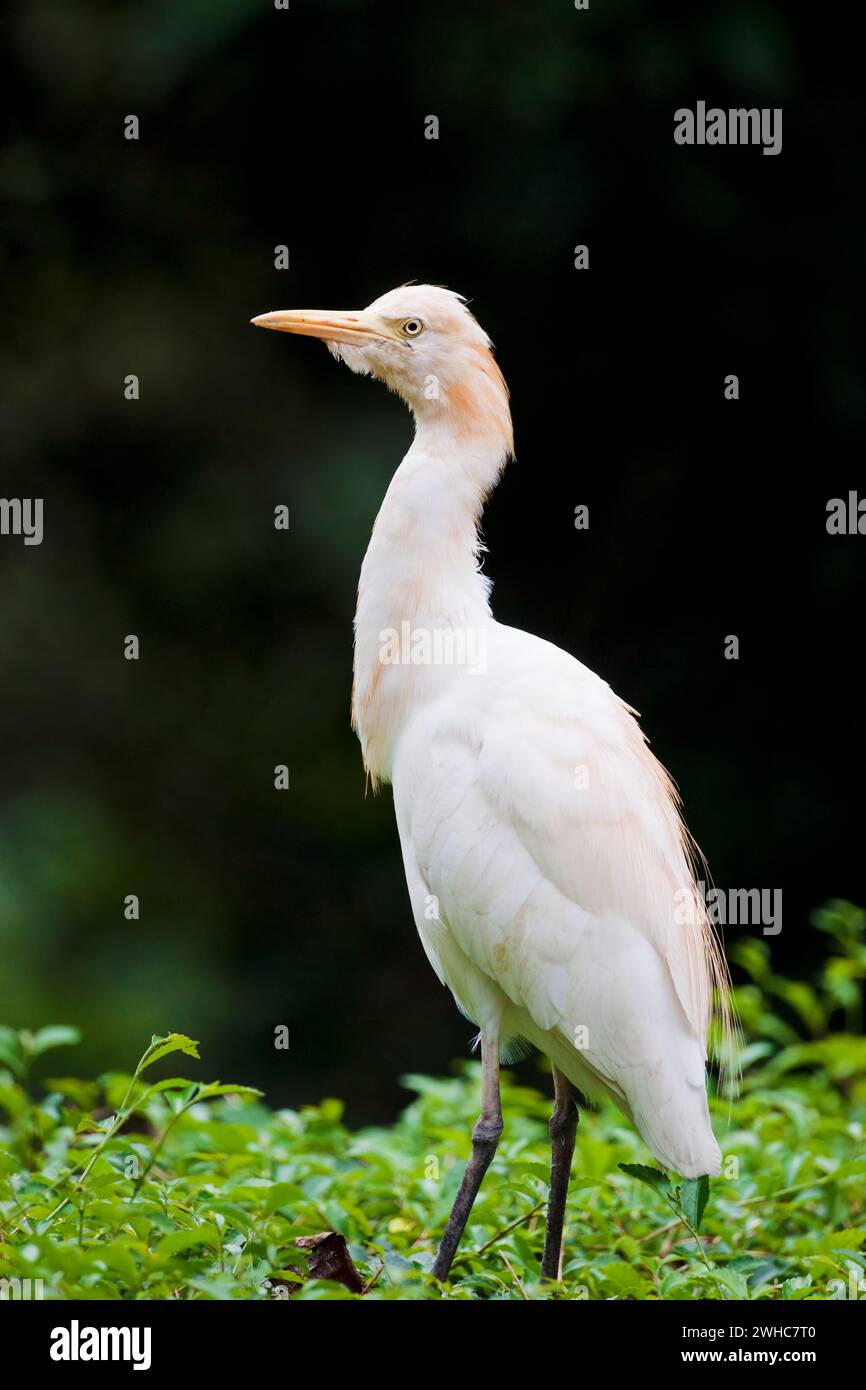 Cattle egret bird on bush Stock Photo - Alamy