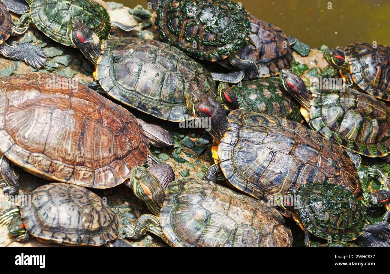 Crowded animals hi-res stock photography and images - Alamy