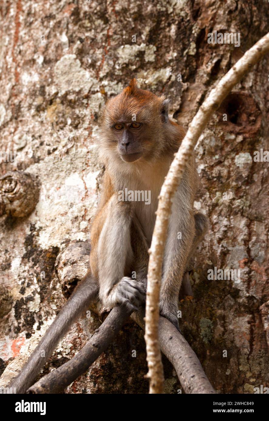 Macaque monkey in tree Stock Photo - Alamy