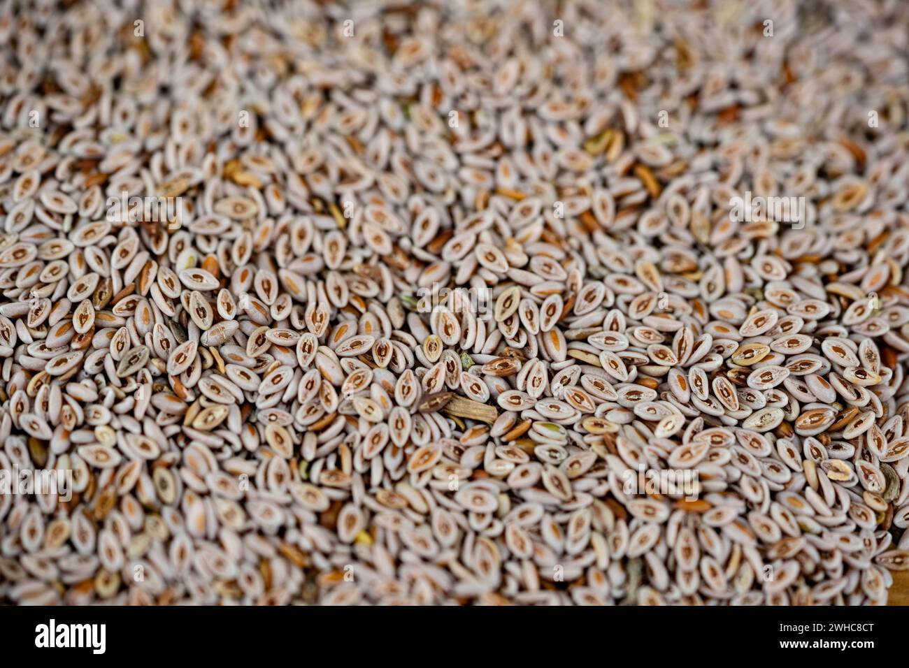 Psyllium seeds and psyllium husks on olive wood Stock Photo - Alamy
