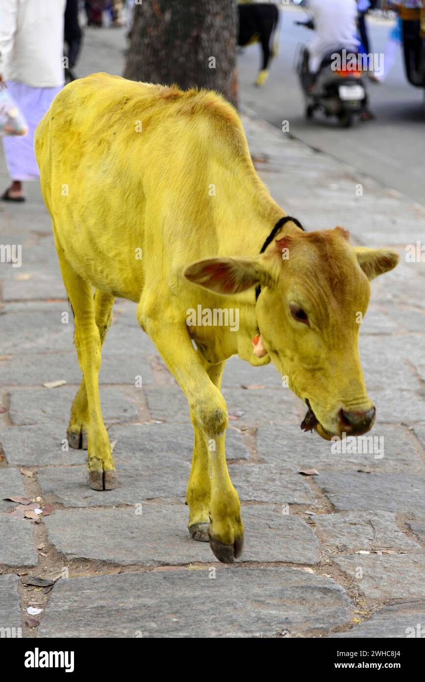 Yellow cow on the road in India, the cow is a sacred animal in India ...