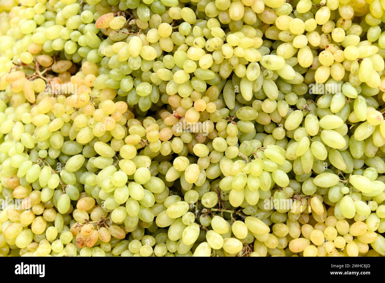 Grapes, stall, Mysore, Karnataka, South India, India Stock Photo - Alamy