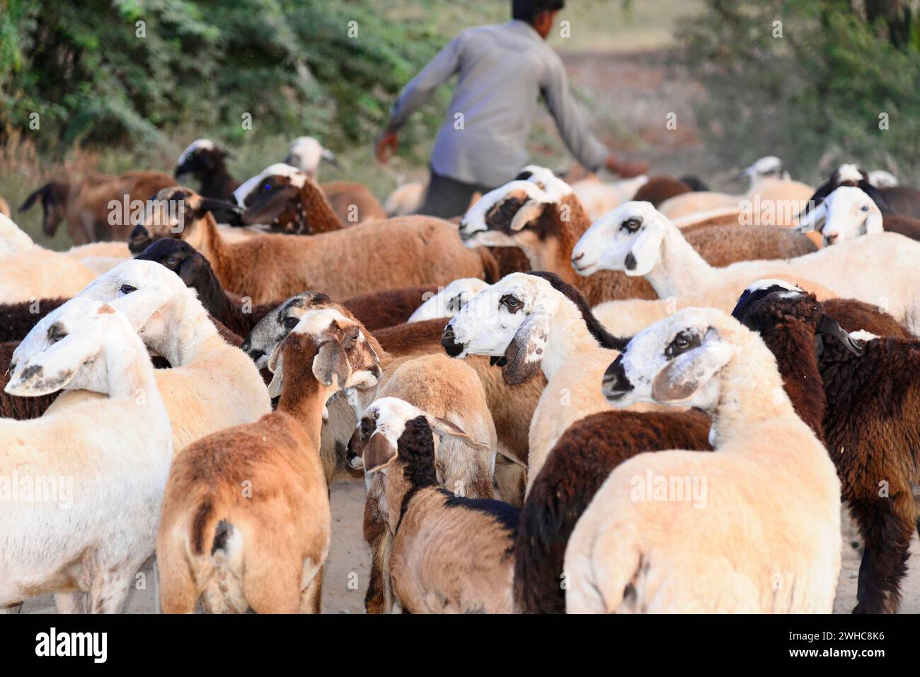 Sheep of south hi-res stock photography and images - Alamy
