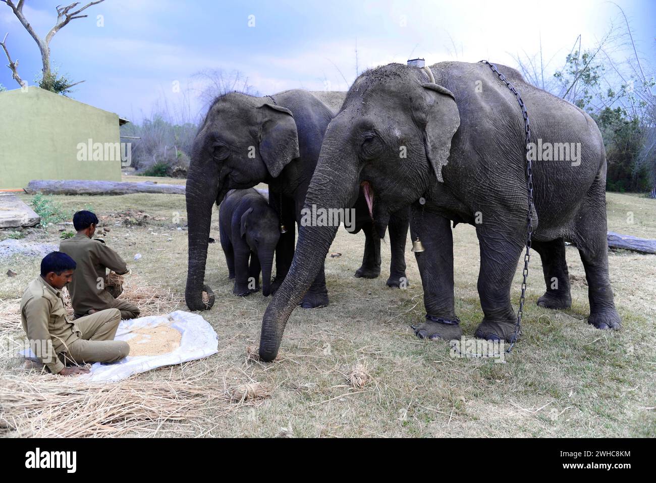 Mysore karnataka india animal hi-res stock photography and images - Alamy