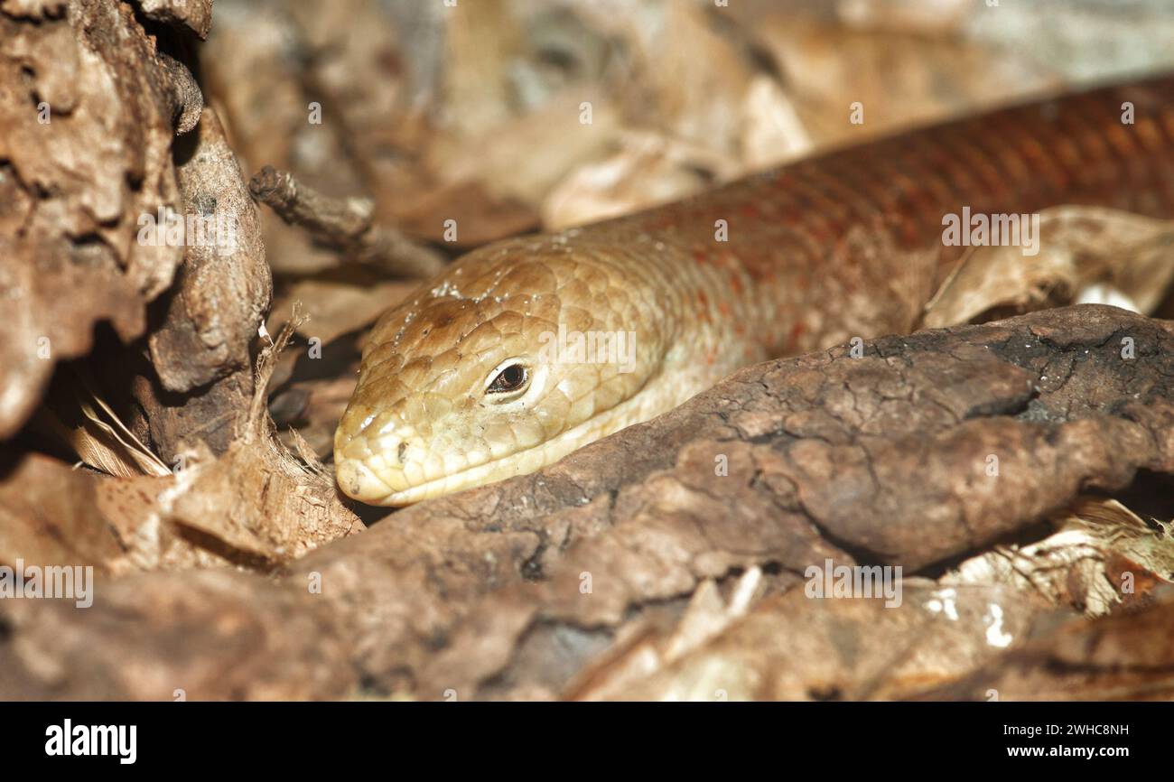 Legless lizard hi-res stock photography and images - Alamy