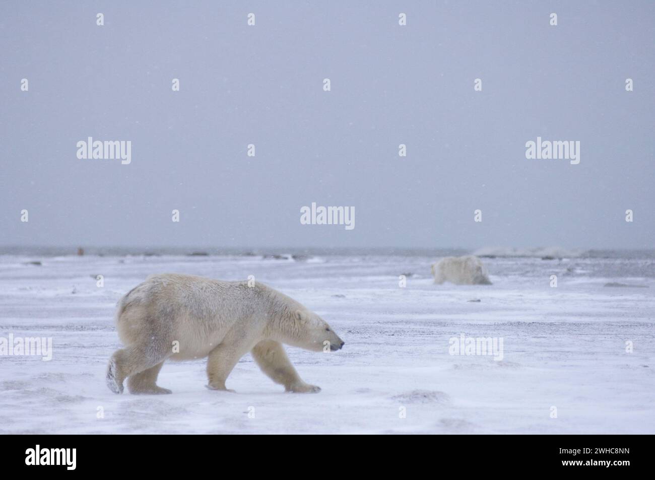 polar bear, Ursus maritimus Boar neck thicker then head on a barrier ...