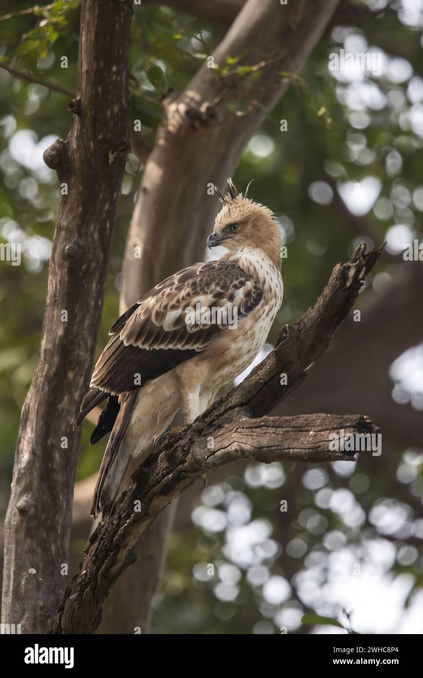 Crested Hawk Eagle, Nisaetus cirrhatus, Panna, Madhya Pradesh, India ...