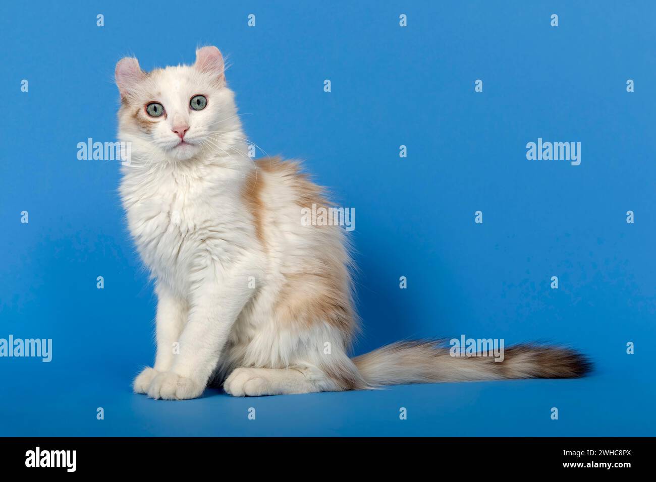 American-Curl kitten, age 17 weeks, colour seal torbie point with white ...