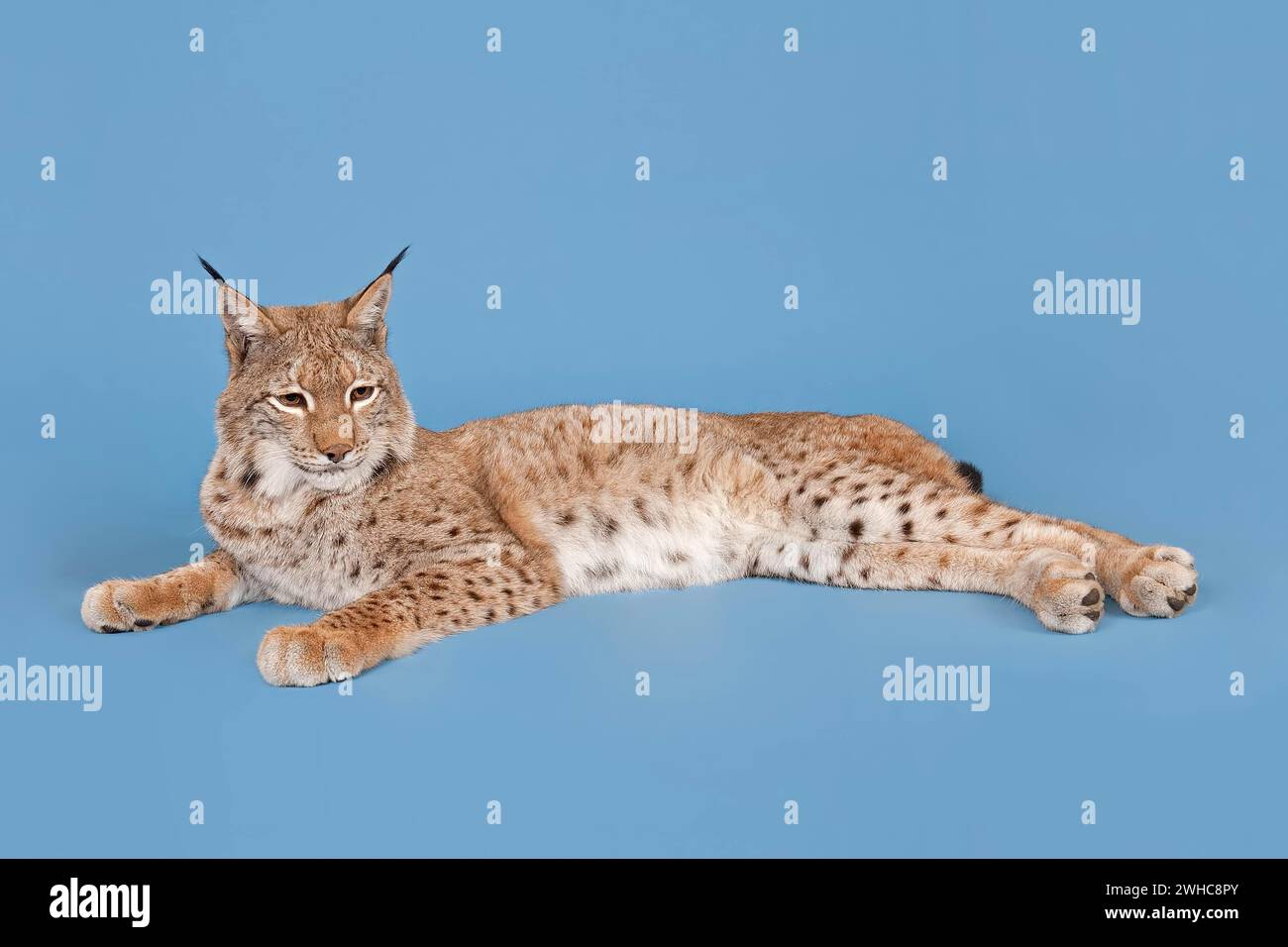 Eurasian lynx (Lynx lynx), lying, captive, studio shot Stock Photo - Alamy