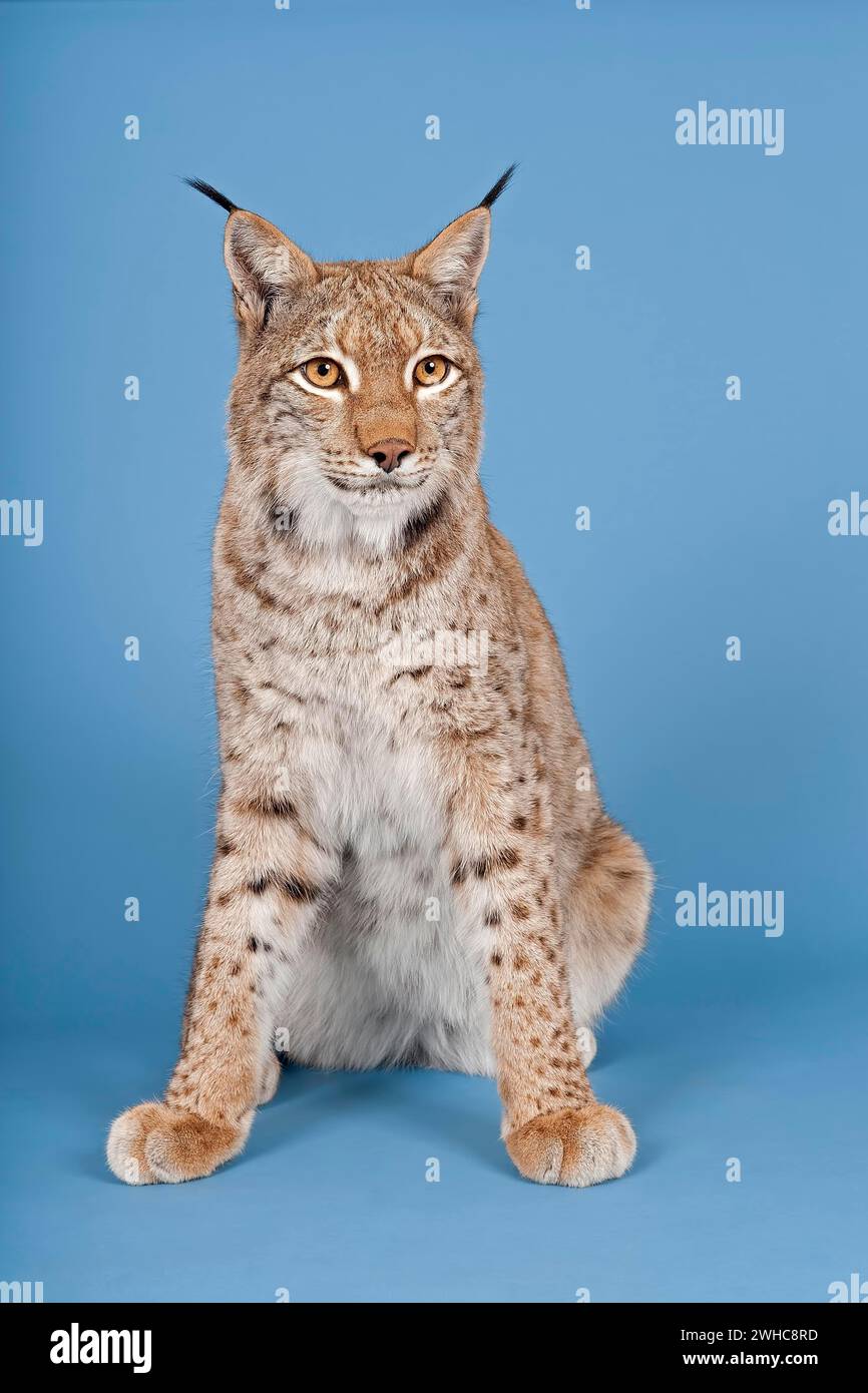 Eurasian lynx (Lynx lynx), sitting, captive, studio shot Stock Photo ... Eurasian lynx (Lynx lynx), sitting, captive, studio shot Stock Photo ...