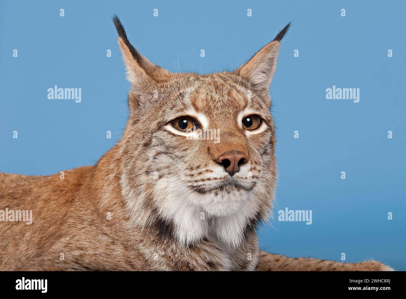 Eurasian lynx (Lynx lynx), animal portrait, captive, studio shot Stock ...