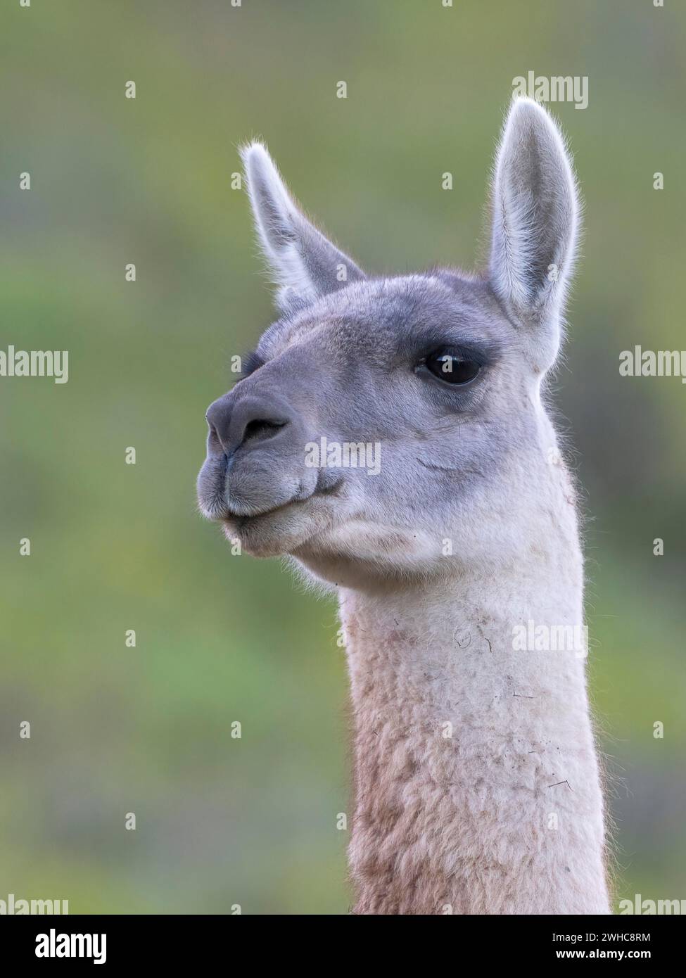 Guanaco (Llama guanicoe), Huanaco, adult, animal portrait, Torres del ...