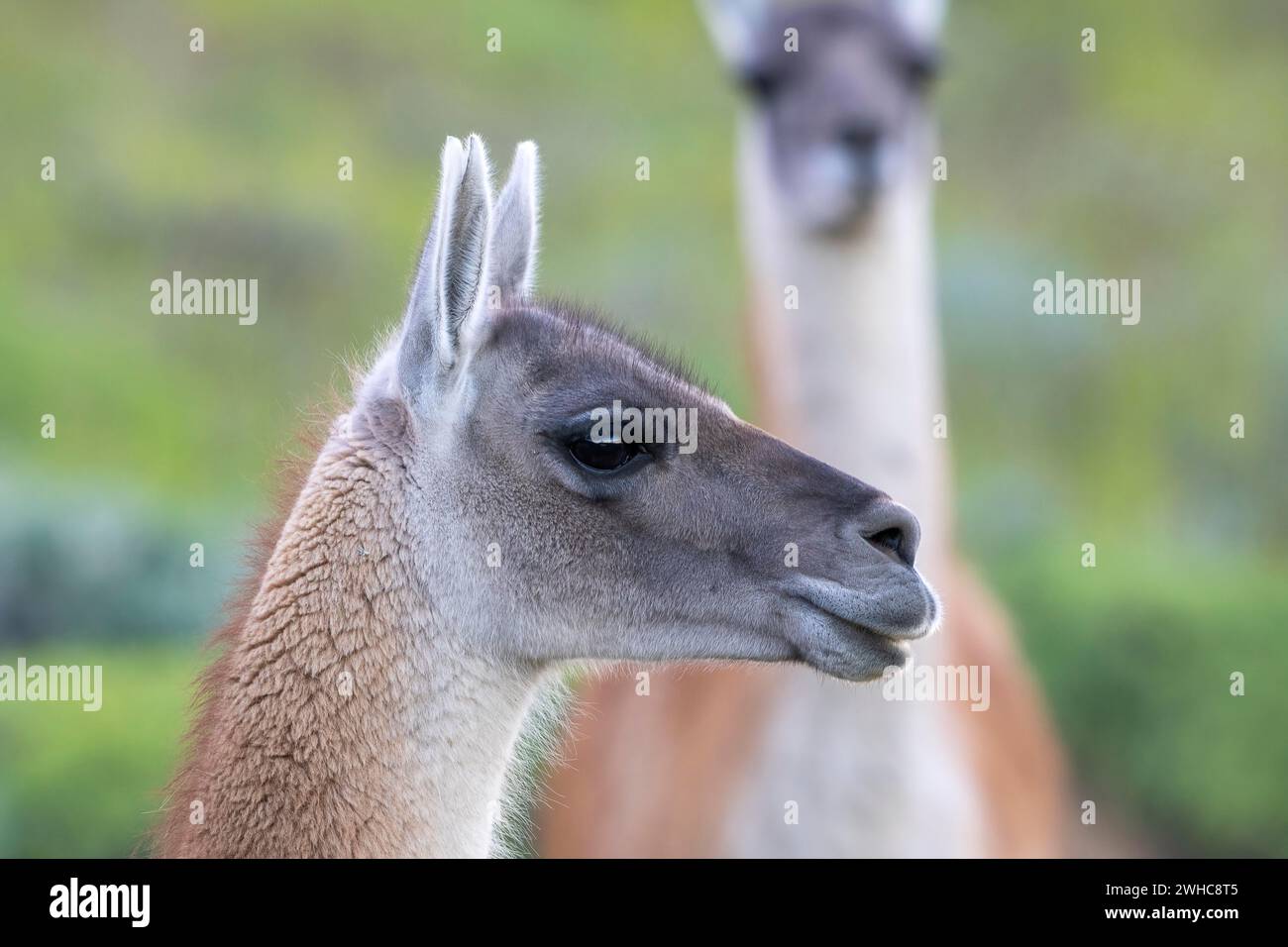 Guanaco (Llama guanicoe), Huanaco, animal portrait, Torres del Paine ...