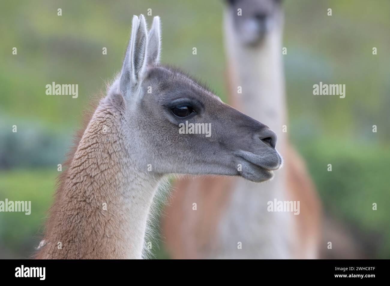 Guanaco (Llama guanicoe), Huanaco, animal portrait, Torres del Paine ...