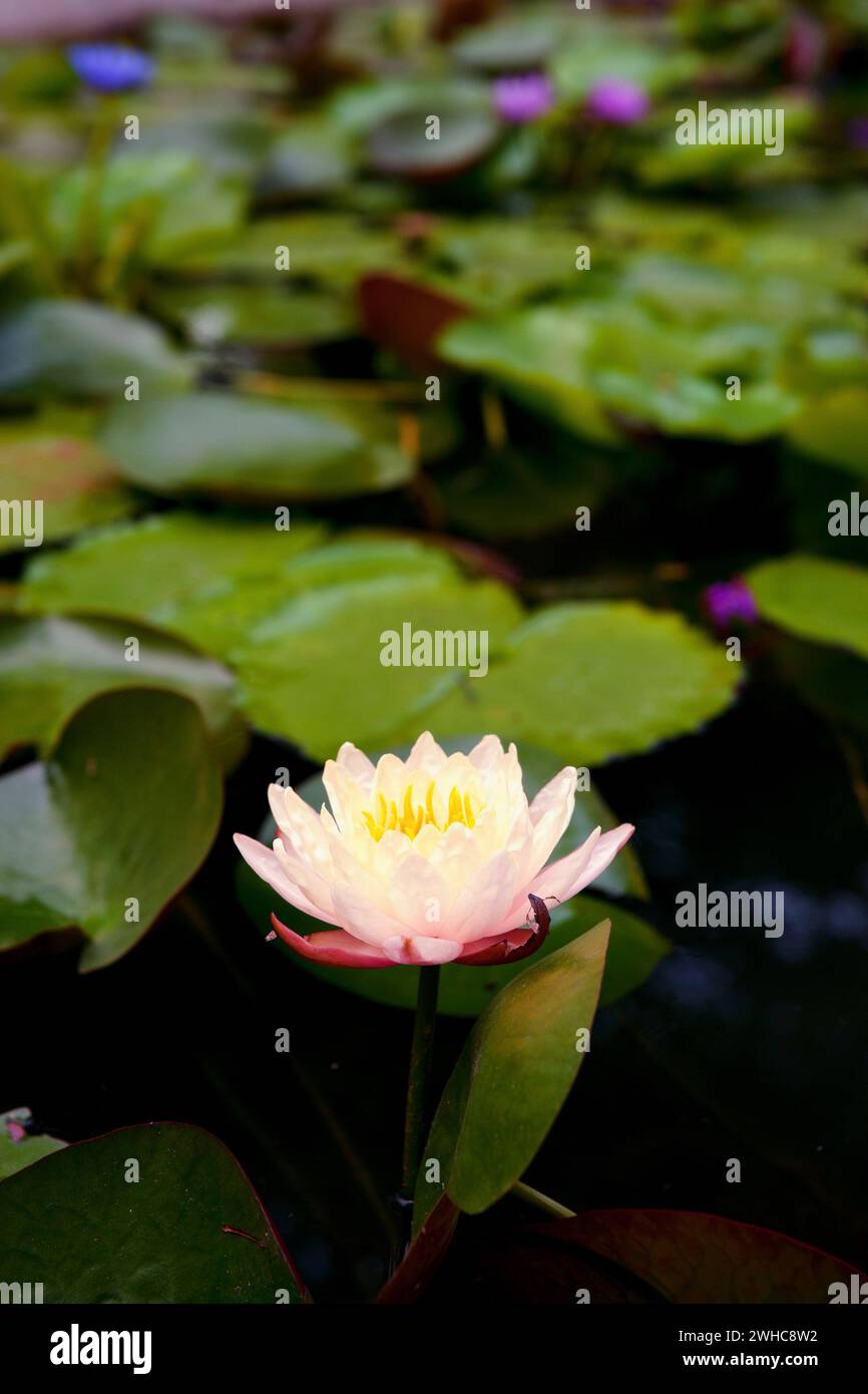 Water lily in pond Stock Photo - Alamy