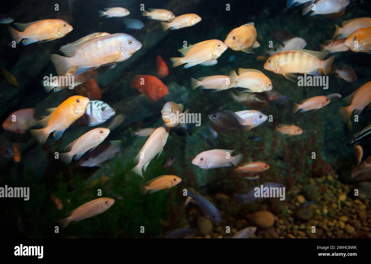 Lots of fish Stock Photo - Alamy