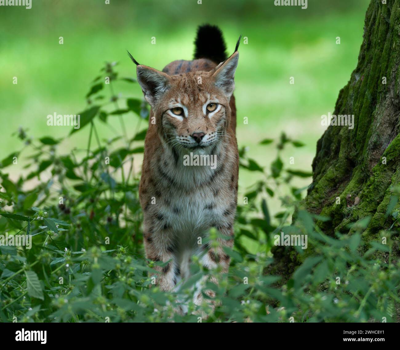 Eurasian lynx (Lynx lynx) walks through its territory and looks ...
