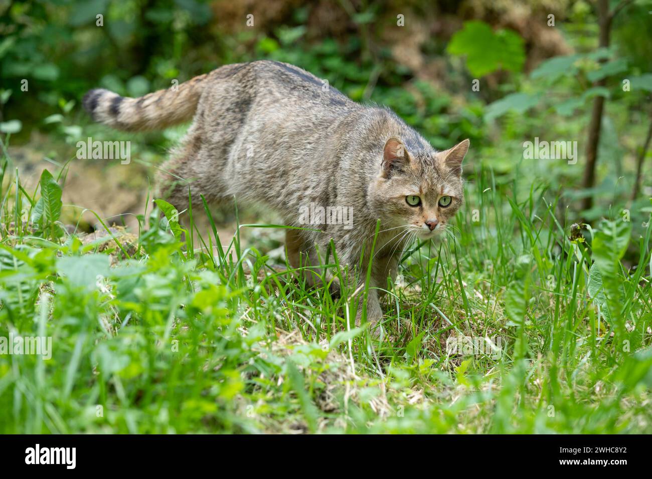 European wildcat (Felis silvestris) walking through its territory ...
