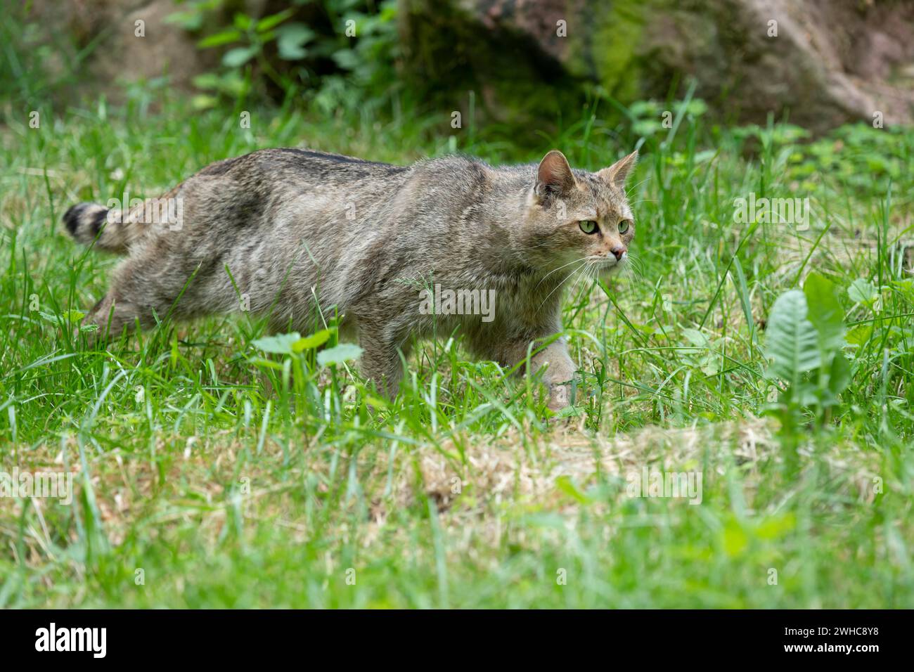 European wildcat (Felis silvestris) walking through its territory ...