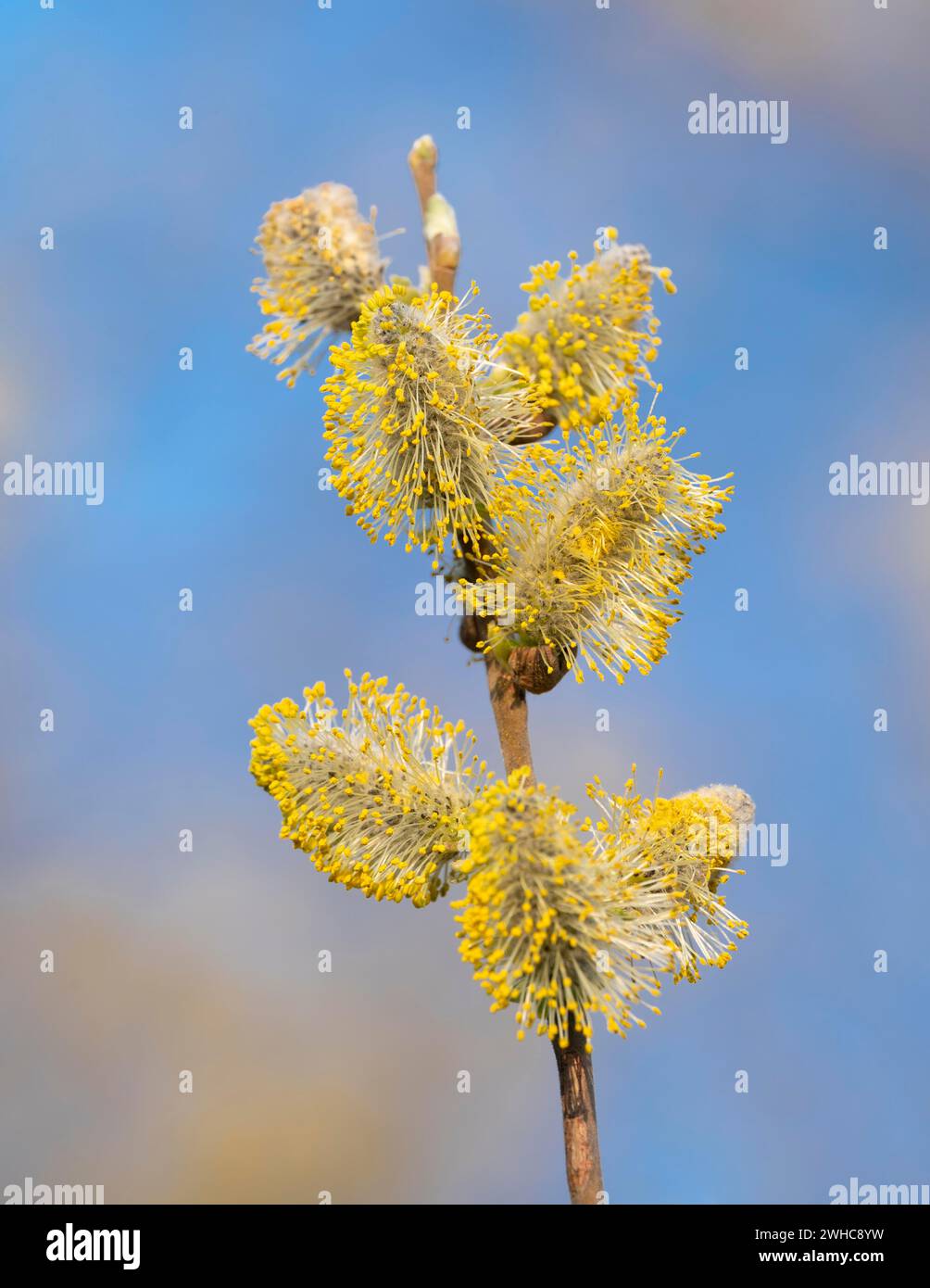 Goat willow (Salix caprea), flowering, male willow catkins, Lower ...