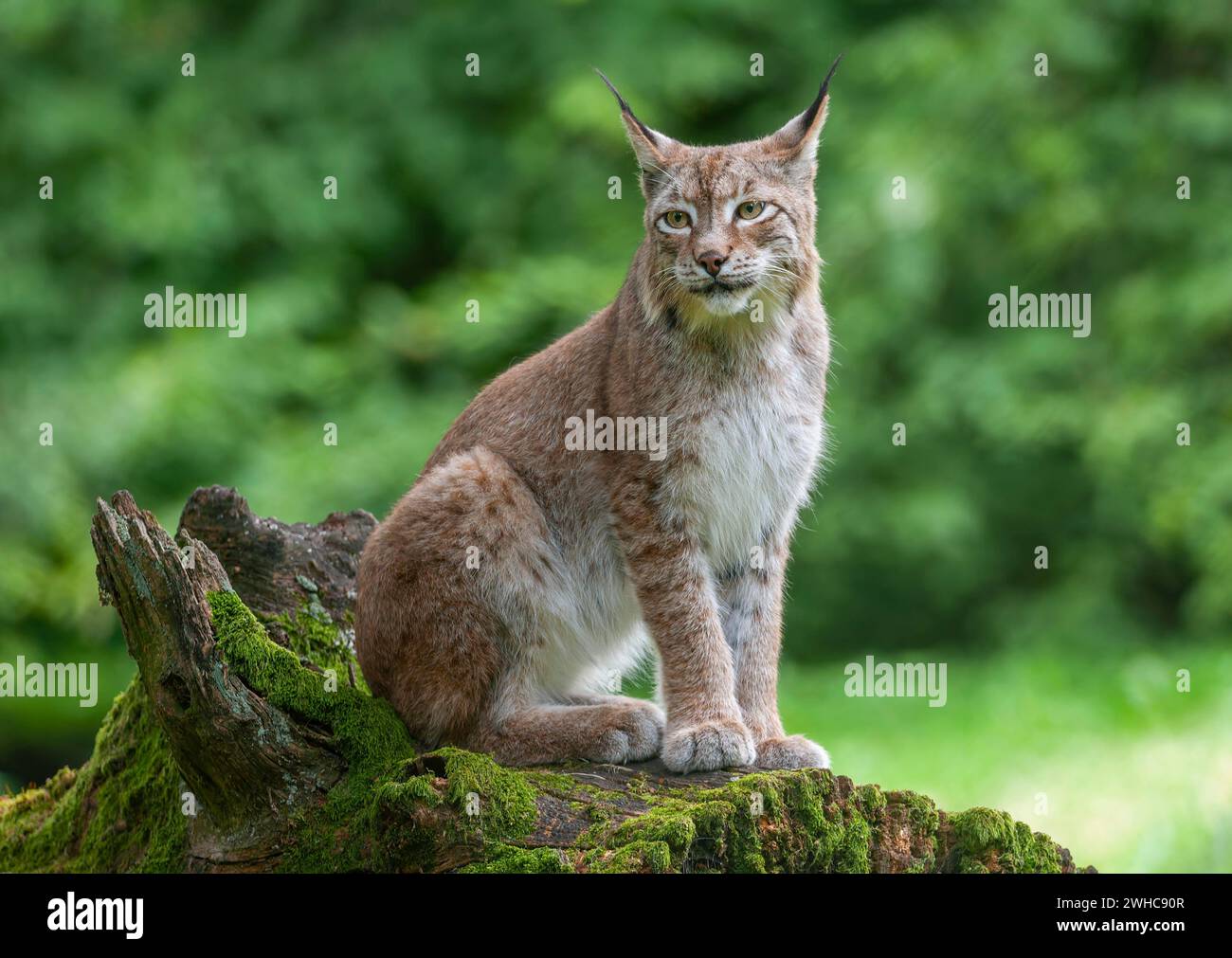 Eurasian lynx (Lynx lynx) sitting on an old tree trunk, captive ...