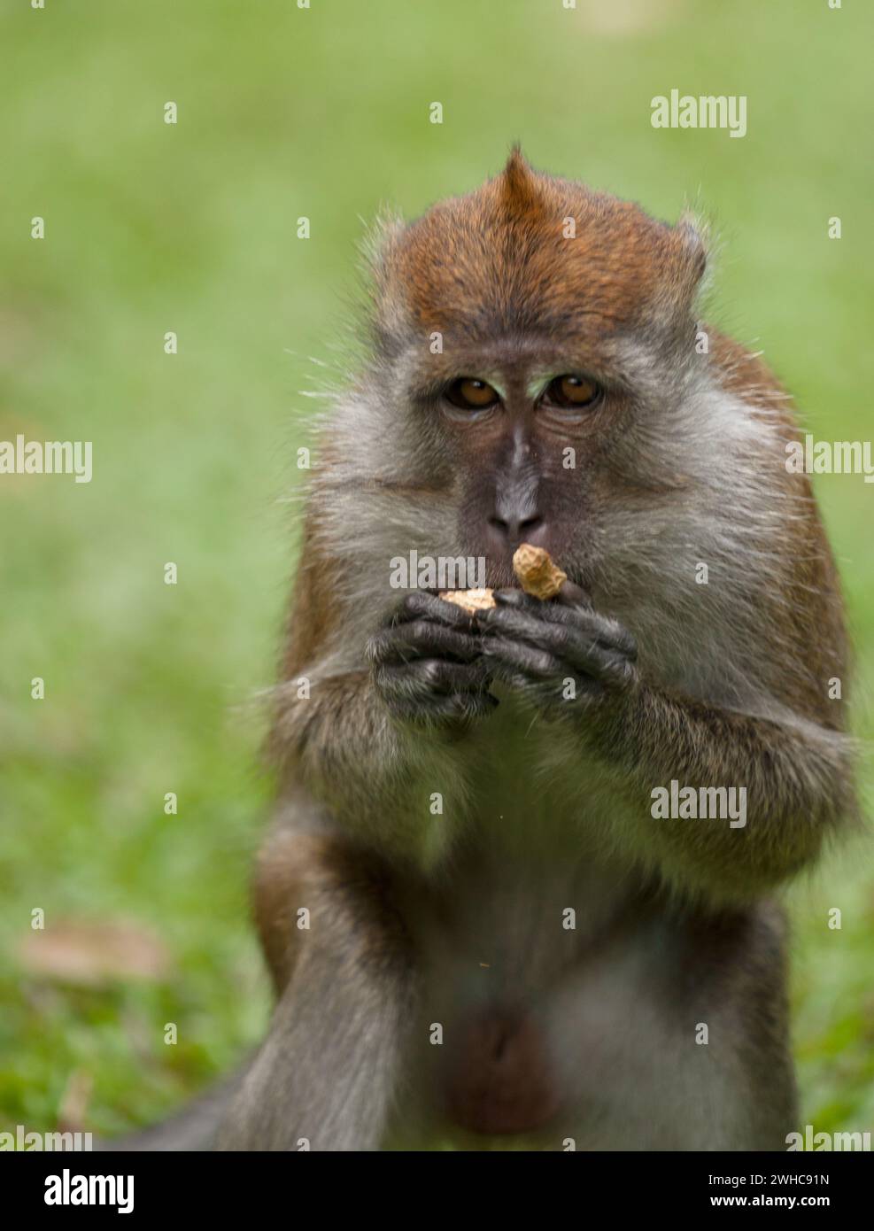 Monkey macaque hi-res stock photography and images - Alamy