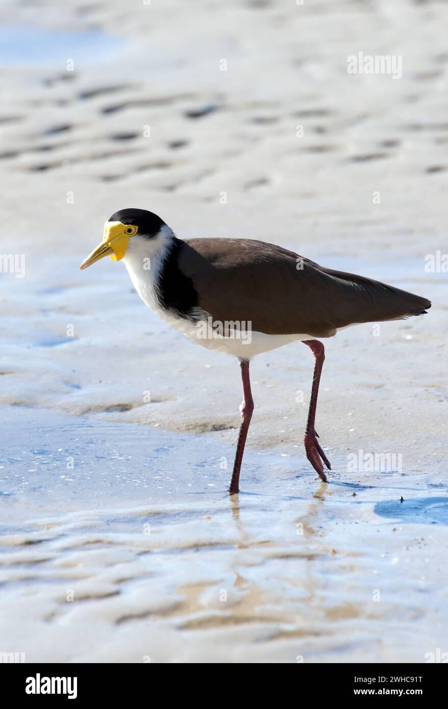 Australian lapwing hi-res stock photography and images - Alamy