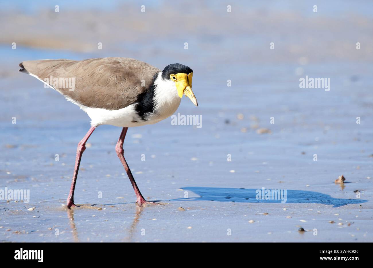 Masked lapwing on beach Stock Photo - Alamy