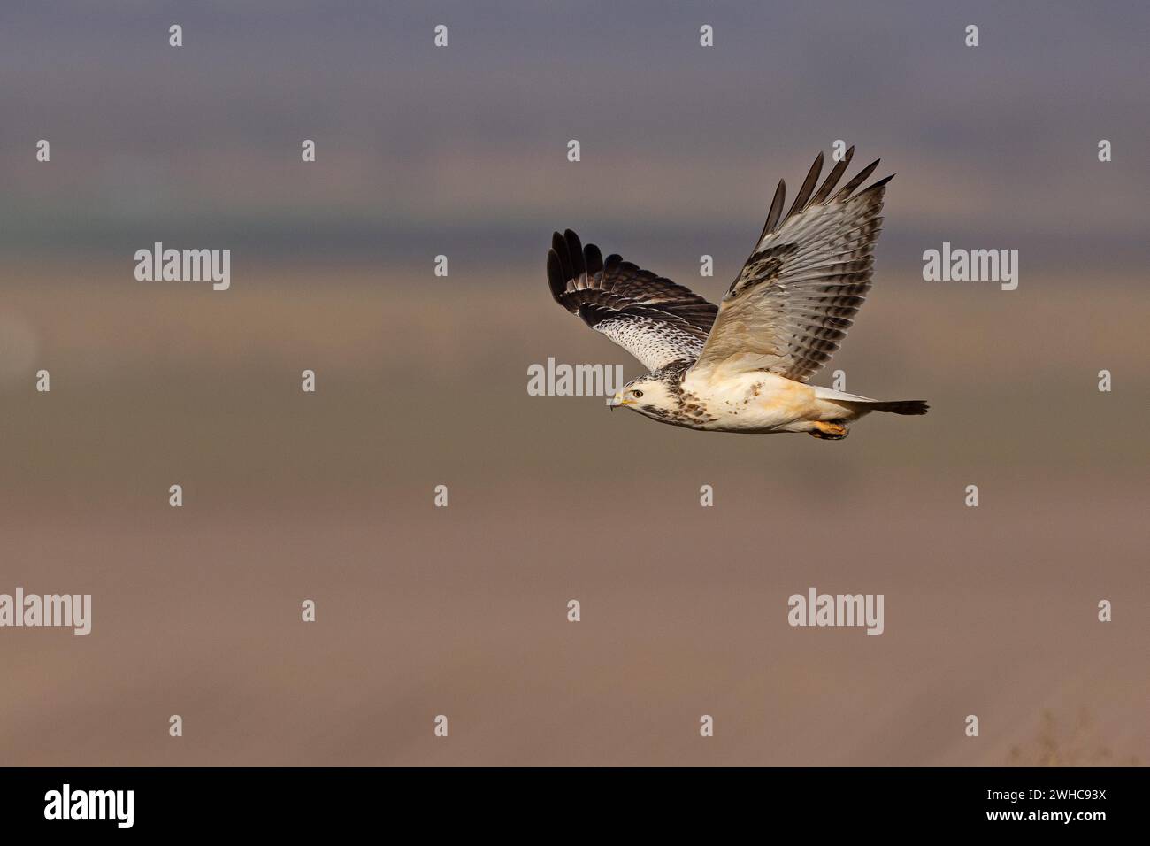 Steppe buzzard in flight hi-res stock photography and images - Alamy