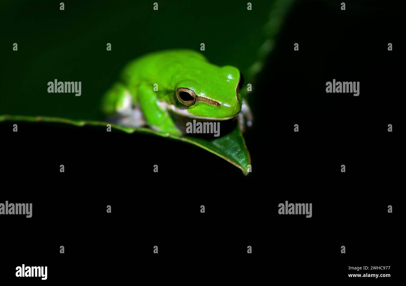 Dwarf tree frog hi-res stock photography and images - Alamy