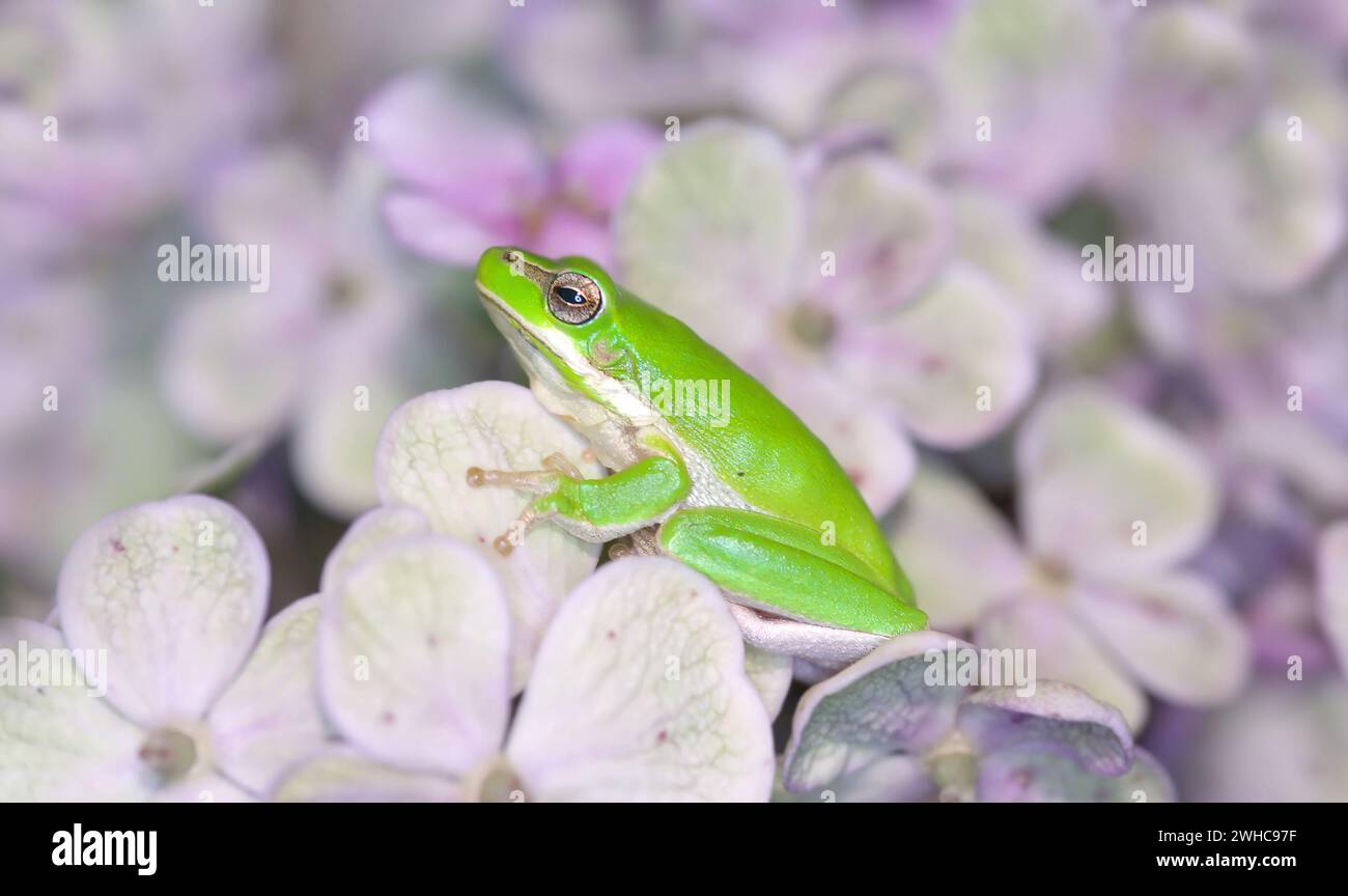 Sitting dwarf hi-res stock photography and images - Alamy