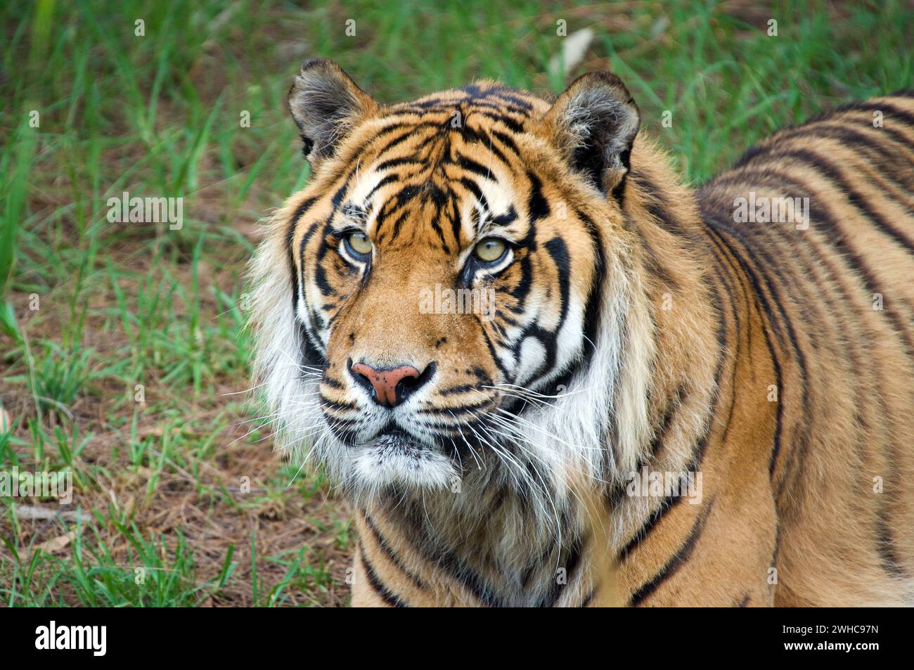 Tiger nature hi-res stock photography and images - Alamy
