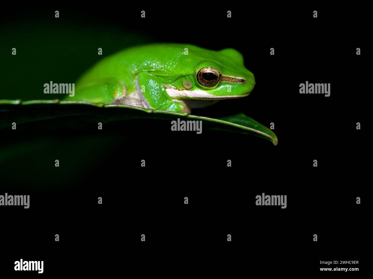 Dwarf tree frog hi-res stock photography and images - Alamy