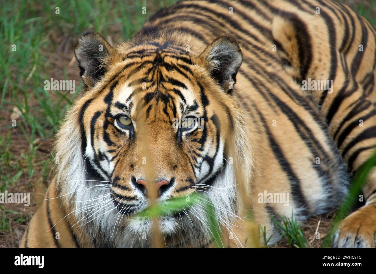 Sumatran cat hi-res stock photography and images - Alamy