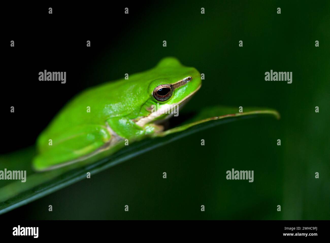Little fallax frog Stock Photo - Alamy
