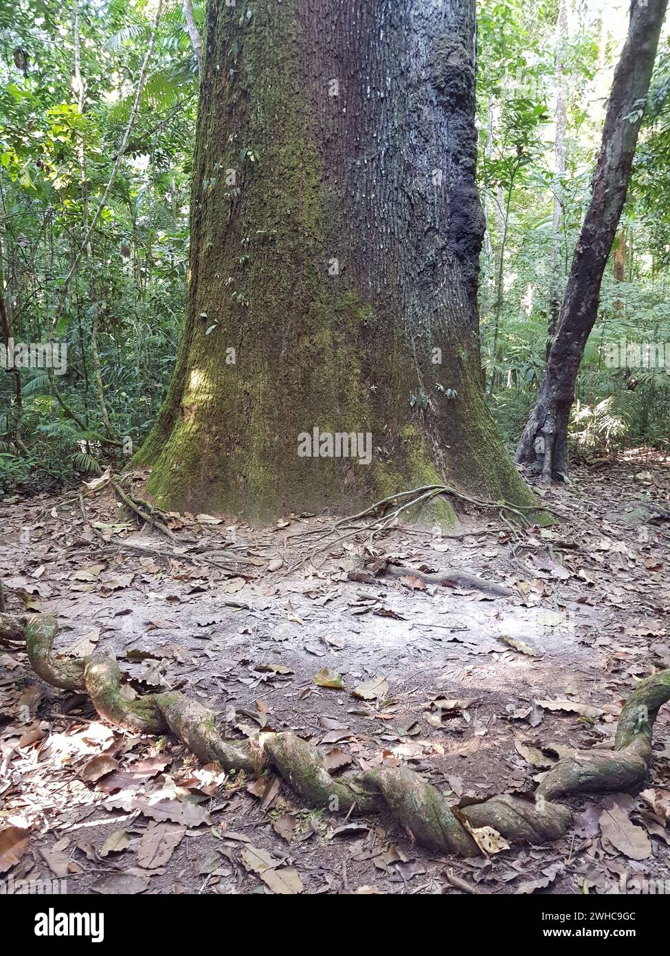 Reserva cristalino lodge hi-res stock photography and images - Alamy