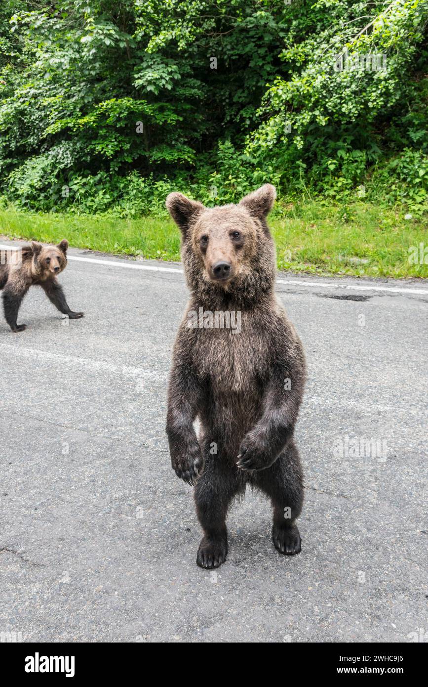 Bear standing on two legs hi-res stock photography and images - Alamy