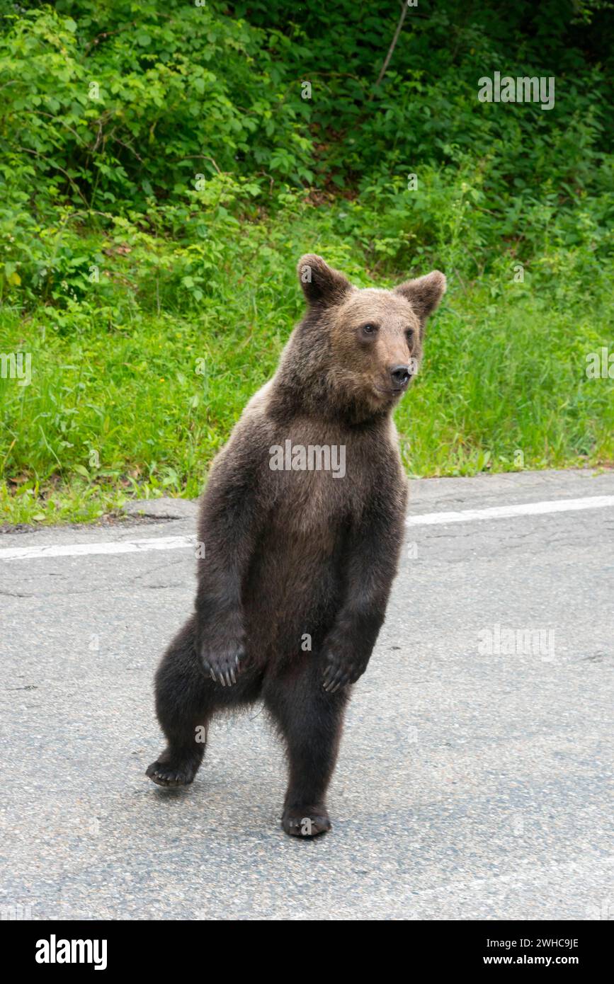 An alert brown bear stands on two legs at the roadside, surrounded by ...