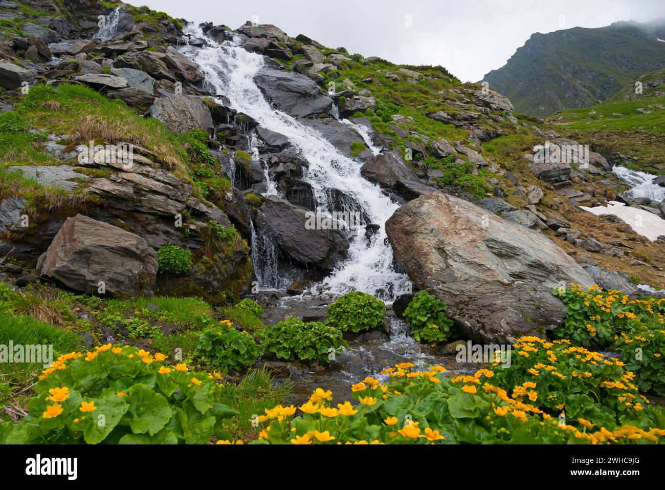 A small waterfall flows over boulders in a green, flowery mountain ...