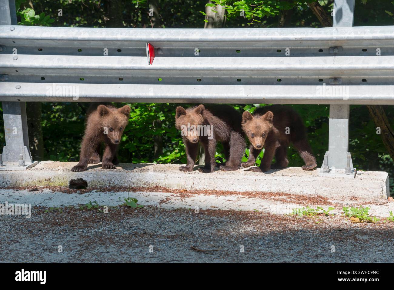Three young brown bears curiously exploring a crash barrier at the ...